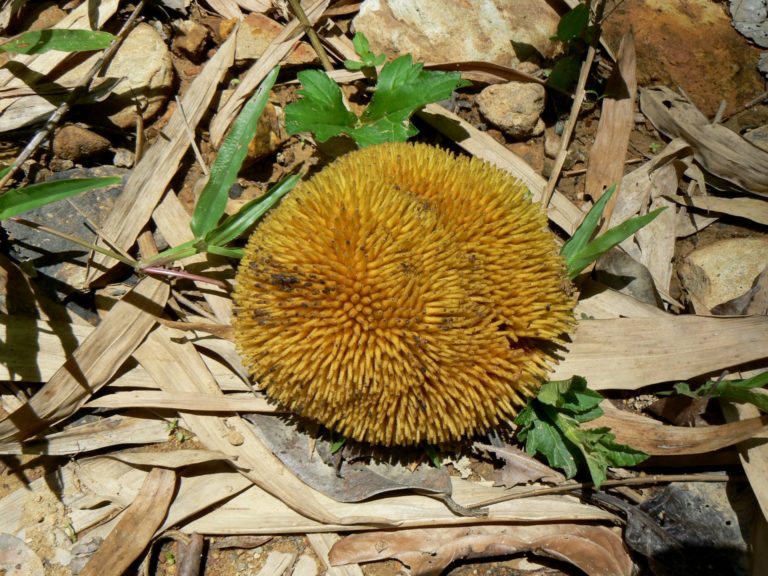 Marang fruits in Southeast-Asian Rainforests - Bushguide 101