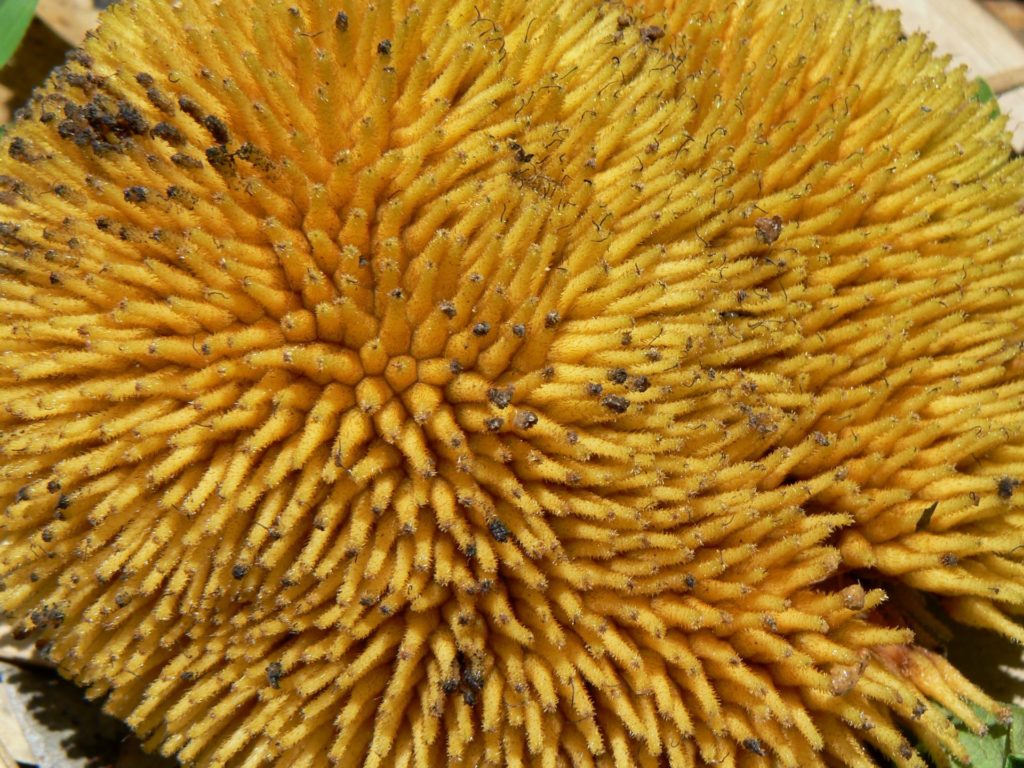 Marang fruits in Southeast-Asian Rainforests - Bushguide 101