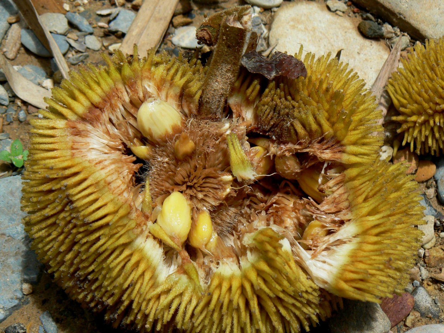Marang fruits in Southeast-Asian Rainforests - Bushguide 101