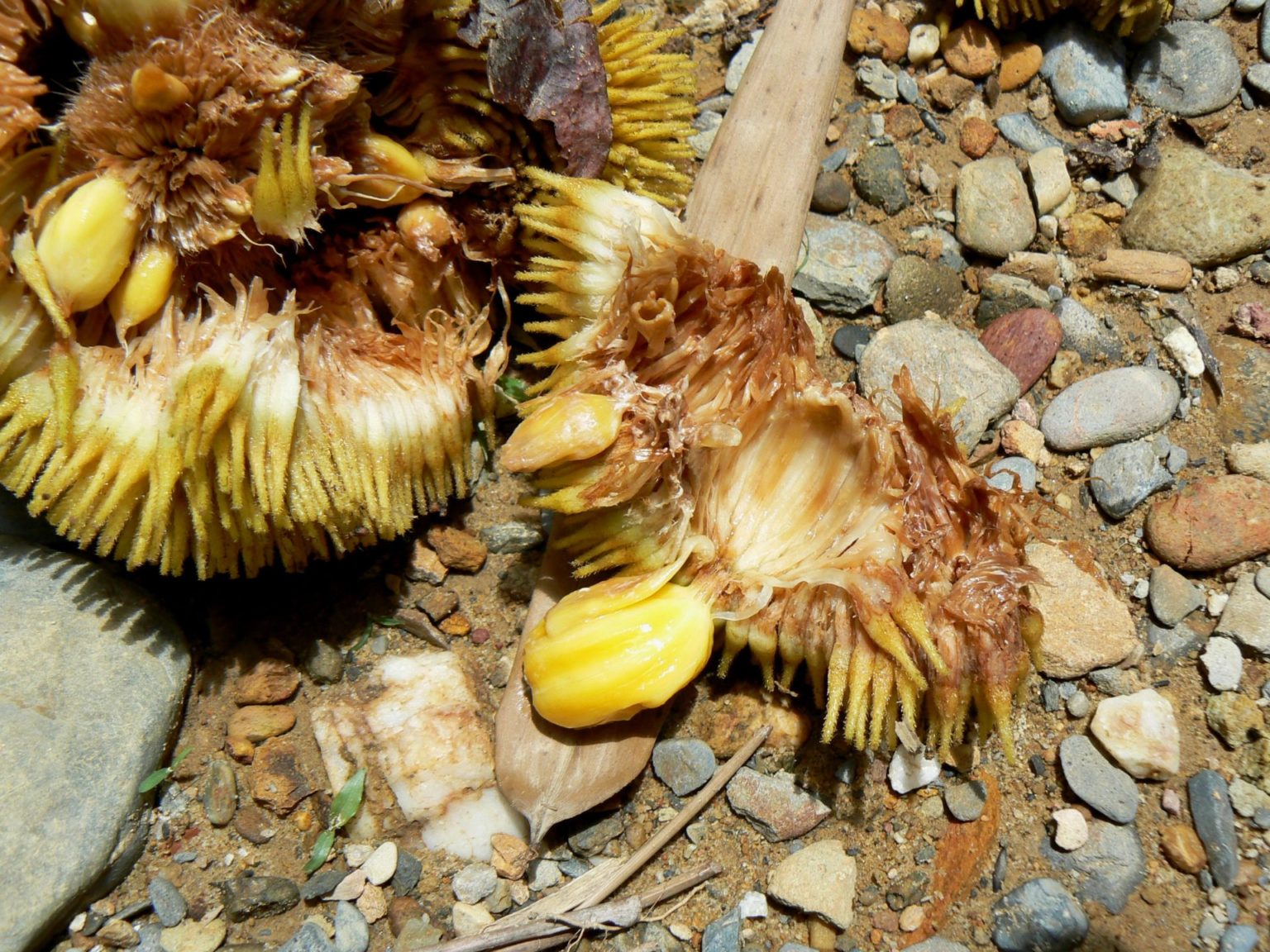 Marang fruits in Southeast-Asian Rainforests - Bushguide 101