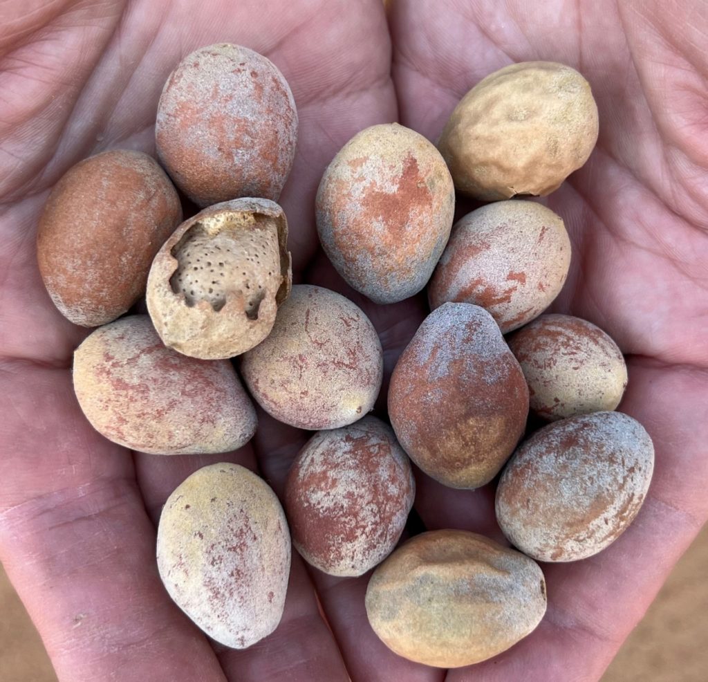 Manketti (or: Mongongo) nuts - Bushguide 101