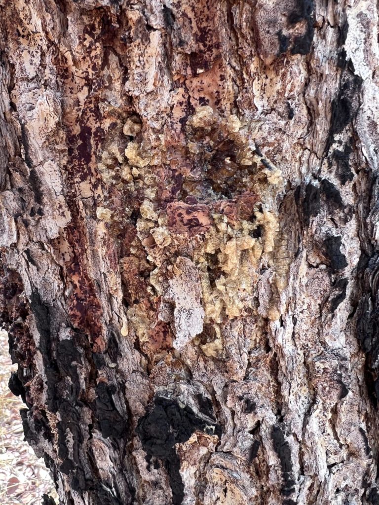Wild Syringa (Burkea africana) edible tree resin - Bushguide 101