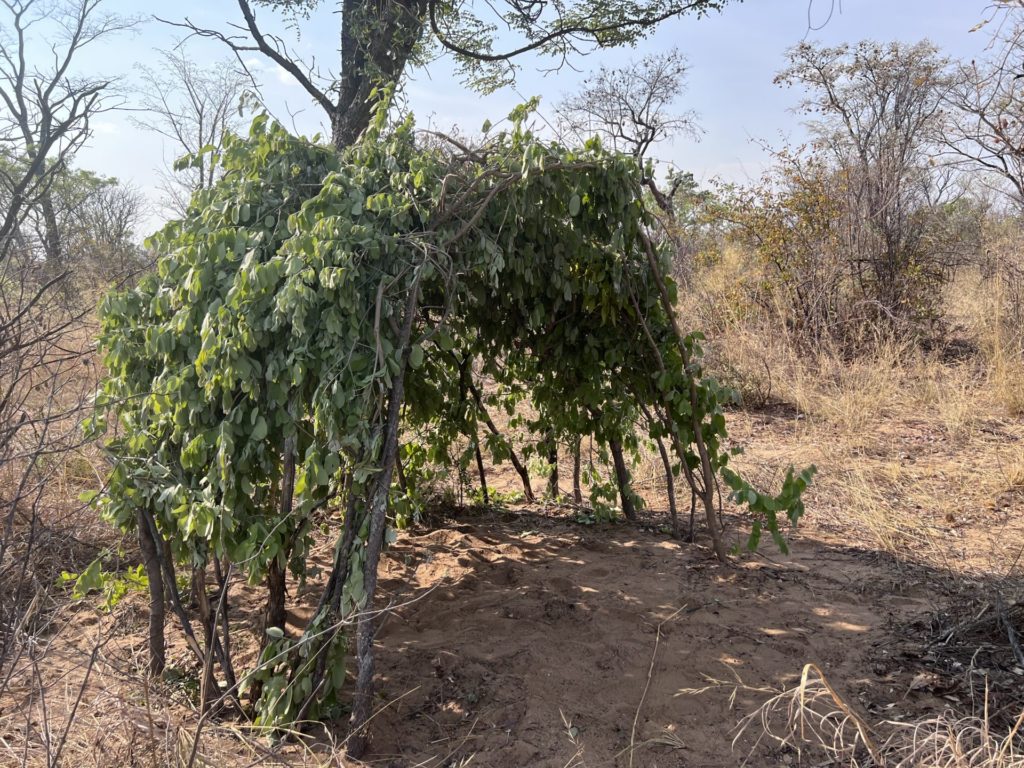 Leaf huts as temporary shelters for shade - Bushguide 101