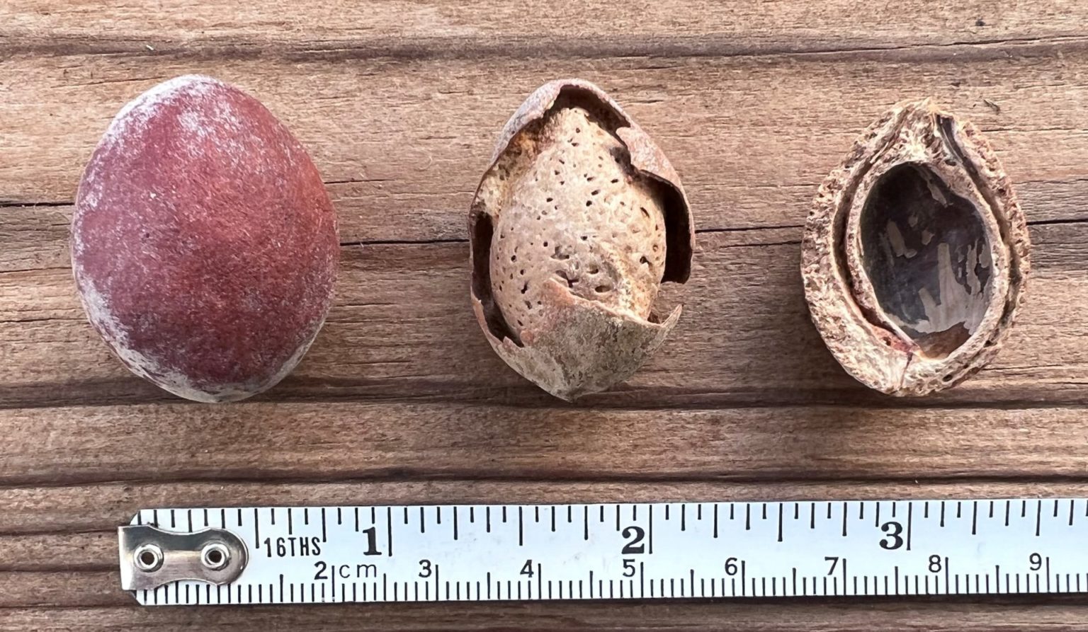 Manketti (or: Mongongo) nuts - Bushguide 101