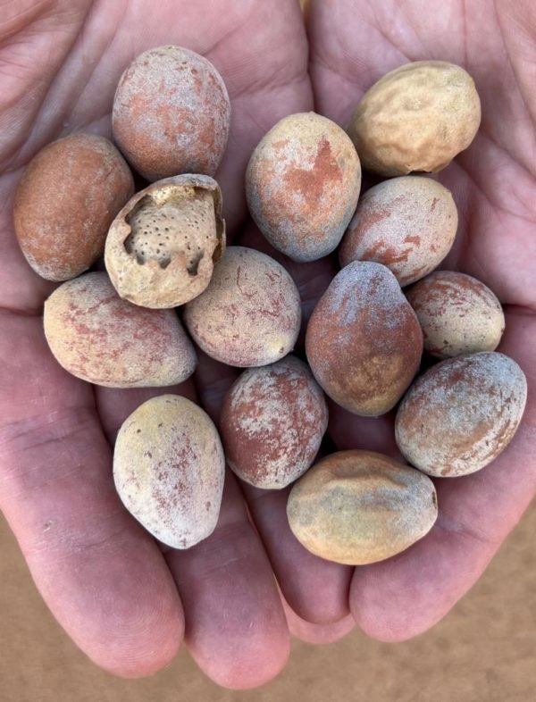 Manketti (or: Mongongo) nuts - Bushguide 101