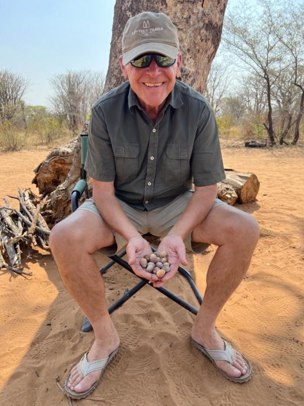 Manketti (or: Mongongo) nuts - Bushguide 101