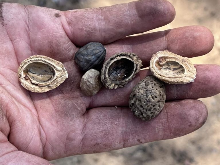 Manketti (or: Mongongo) nuts - Bushguide 101