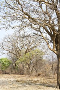 Manketti (or: Mongongo) nuts - Bushguide 101