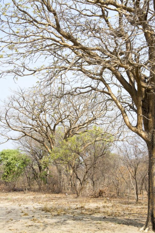 Manketti (or: Mongongo) nuts - Bushguide 101