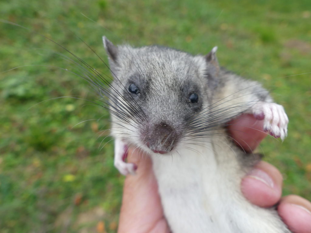 Hunting Archives - Bushguide 101