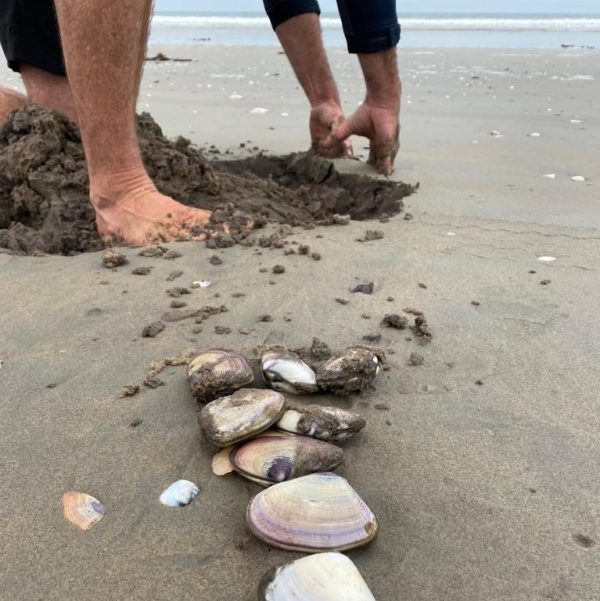 White mussels at the Namibian coastline - Bushguide 101