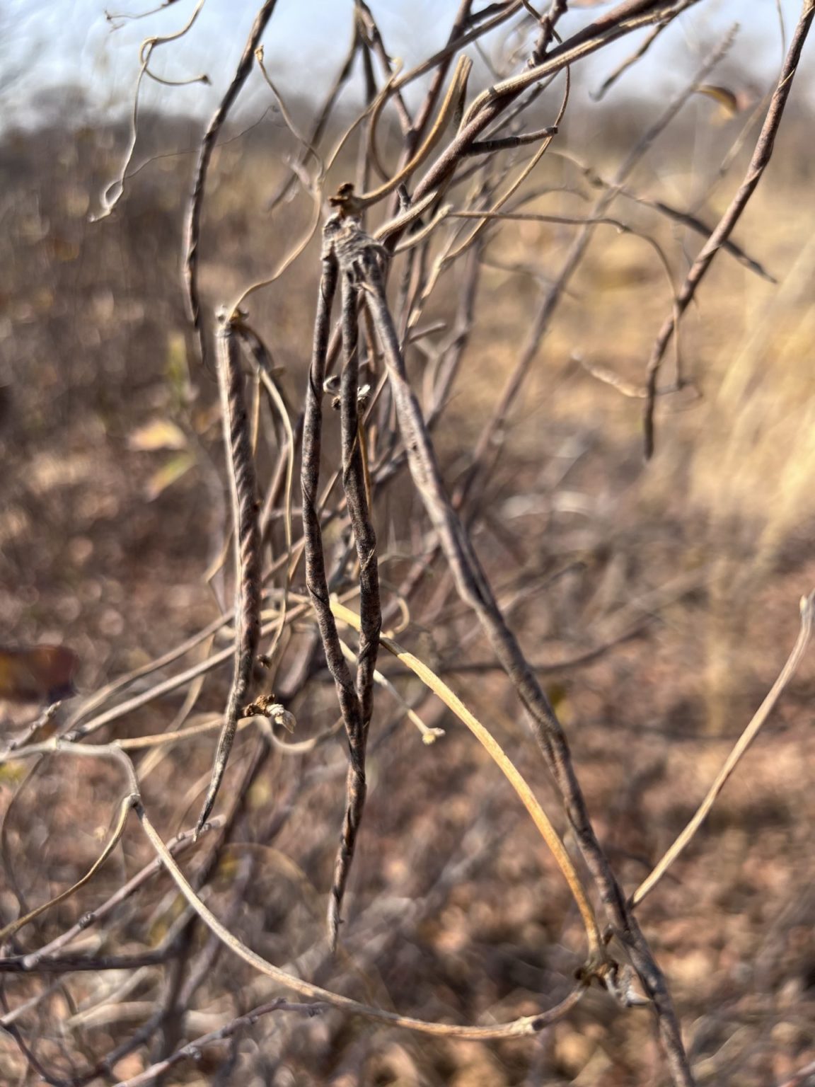 'Bush potatoes' from Cowpea plants in Namibia - Bushguide 101