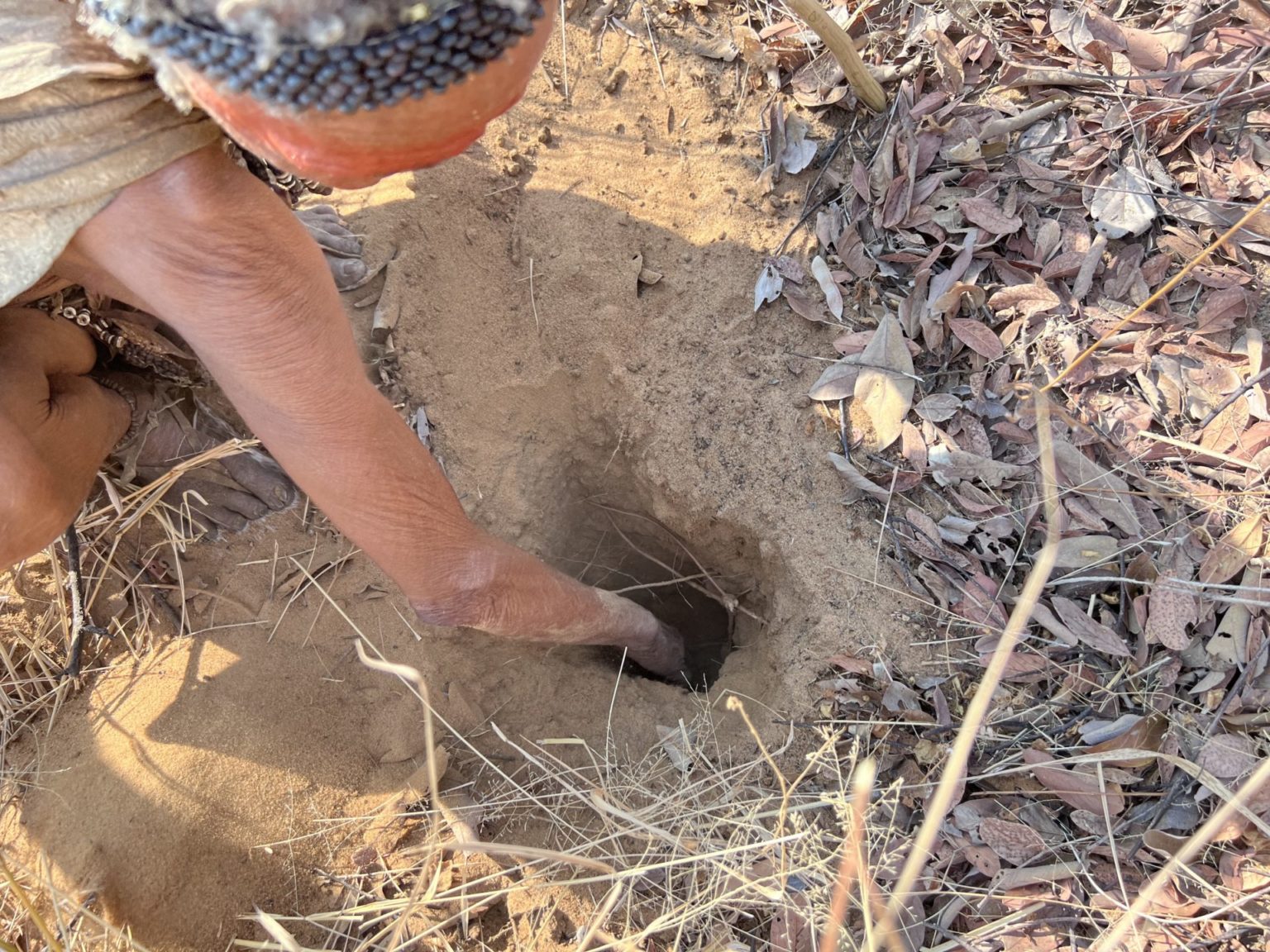 'Bush potatoes' from Cowpea plants in Namibia - Bushguide 101