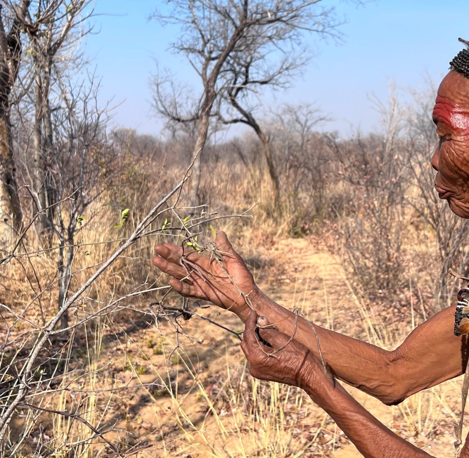 'Bush potatoes' from Cowpea plants in Namibia - Bushguide 101