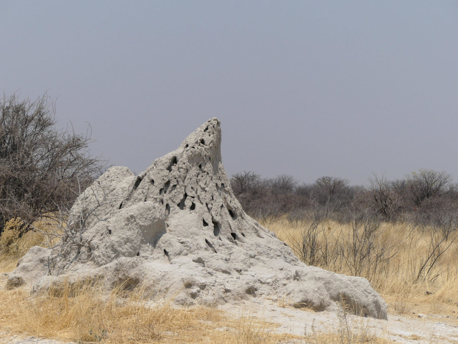 Termite mounds indicating direction North - Bushguide 101
