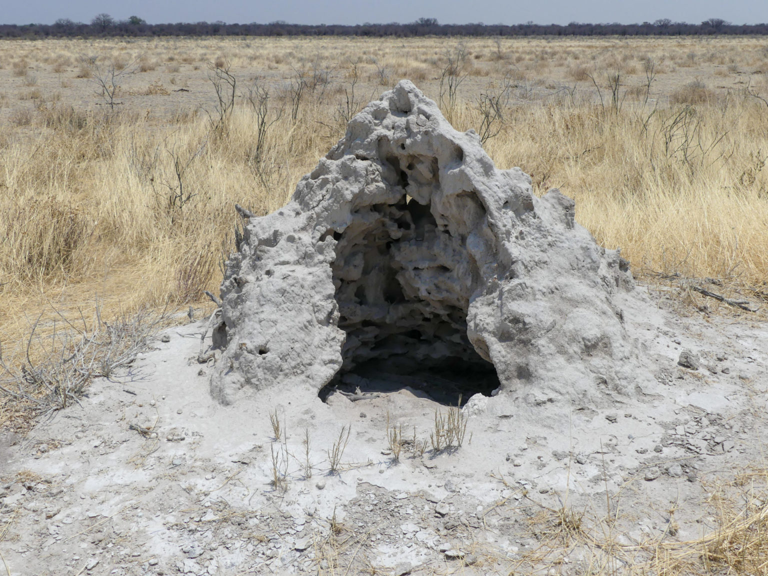 Termite mounds indicating direction North - Bushguide 101