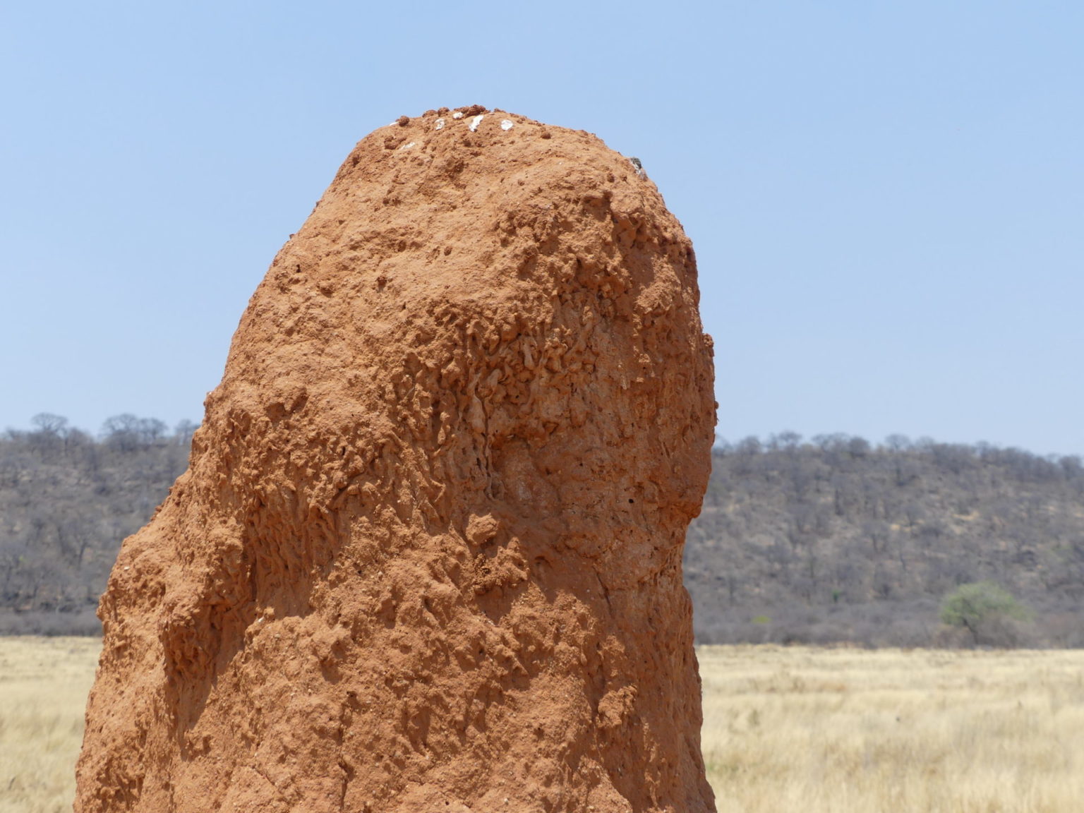 Termite mounds indicating direction North - Bushguide 101