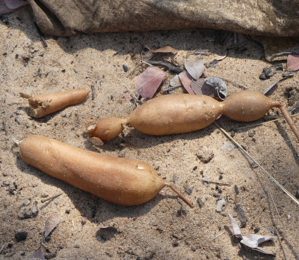 'Bush potatoes' from Cowpea plants in Namibia - Bushguide 101