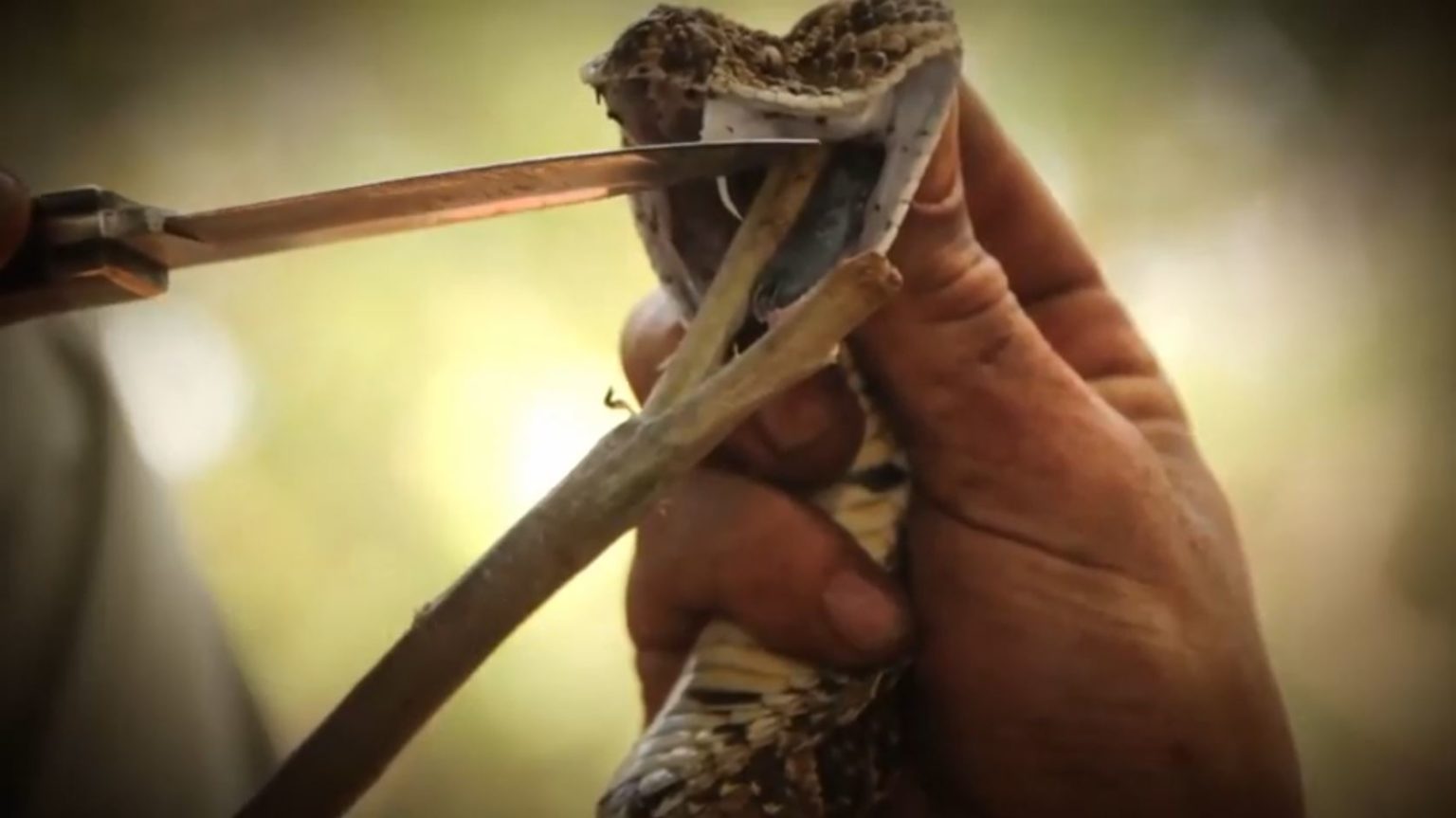 Field dressing and cooking a puff adder - Bushguide 101