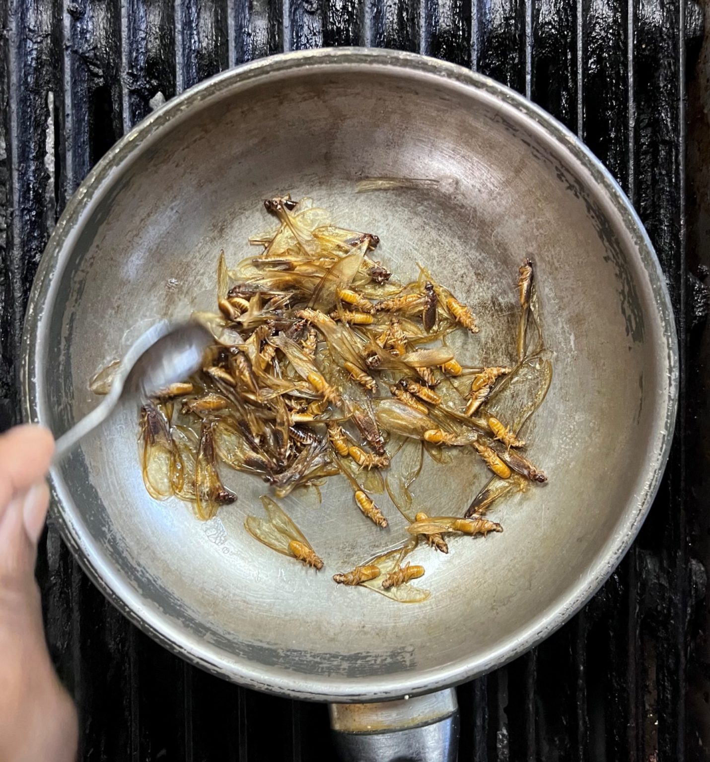 African termite alates for food - Bushguide 101