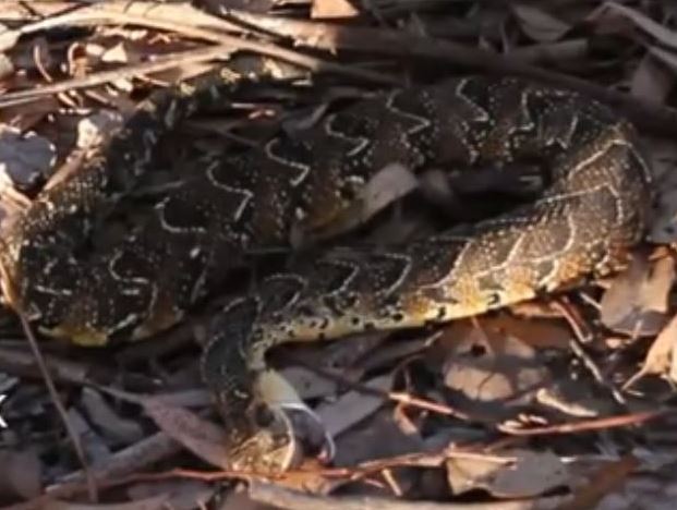 Field dressing and cooking a puff adder - Bushguide 101