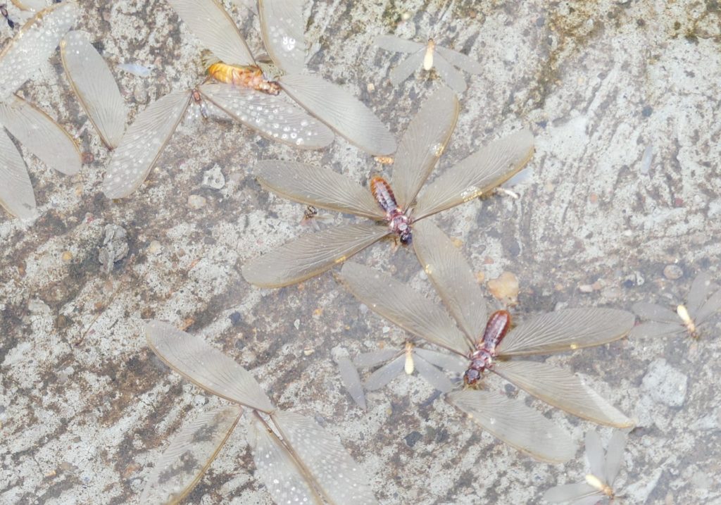 African termite alates for food - Bushguide 101