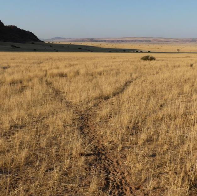 African Savanna Survival: Using Game Trails, Elephant & Hippo Paths to ...