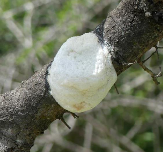 Grey Foam-nest Tree Frogs - Bushguide 101