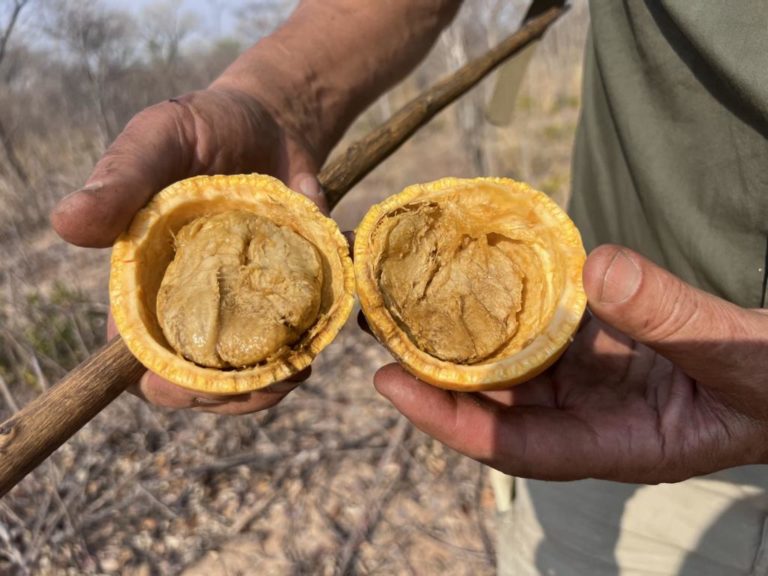 Monkey orange, an eagerly sought-after fruit - Bushguide 101