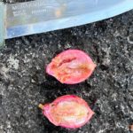 Milkplum (Stamvrug) fruits grow directly out of the tree trunk ...