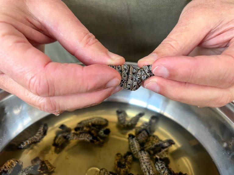 Mopane worms – high protein food in Africa - Bushguide 101