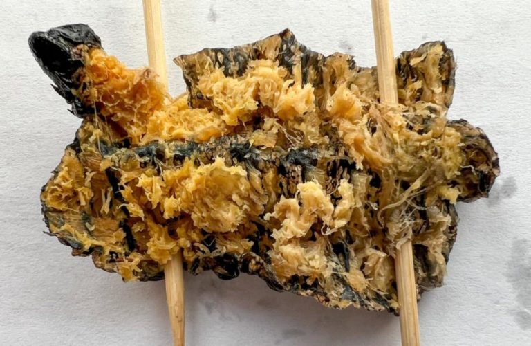 Mopane worms – high protein food in Africa - Bushguide 101