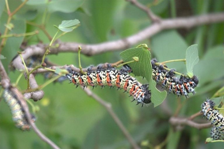 Mopane worms – high protein food in Africa - Bushguide 101