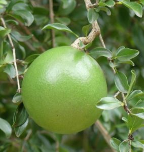 Monkey orange, an eagerly sought-after fruit - Bushguide 101