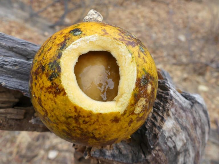 Monkey orange, an eagerly sought-after fruit - Bushguide 101