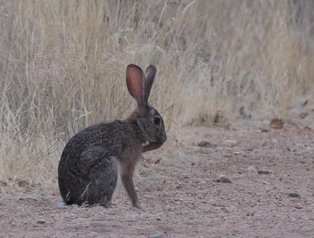 Determining wind direction in savannas - Bushguide 101