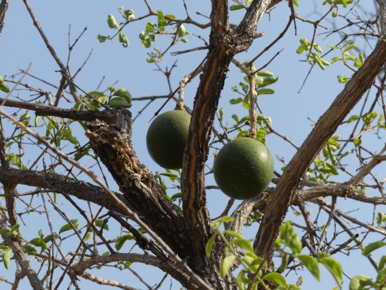 Monkey orange, an eagerly sought-after fruit - Bushguide 101