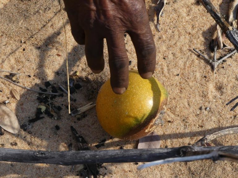 Monkey orange, an eagerly sought-after fruit - Bushguide 101