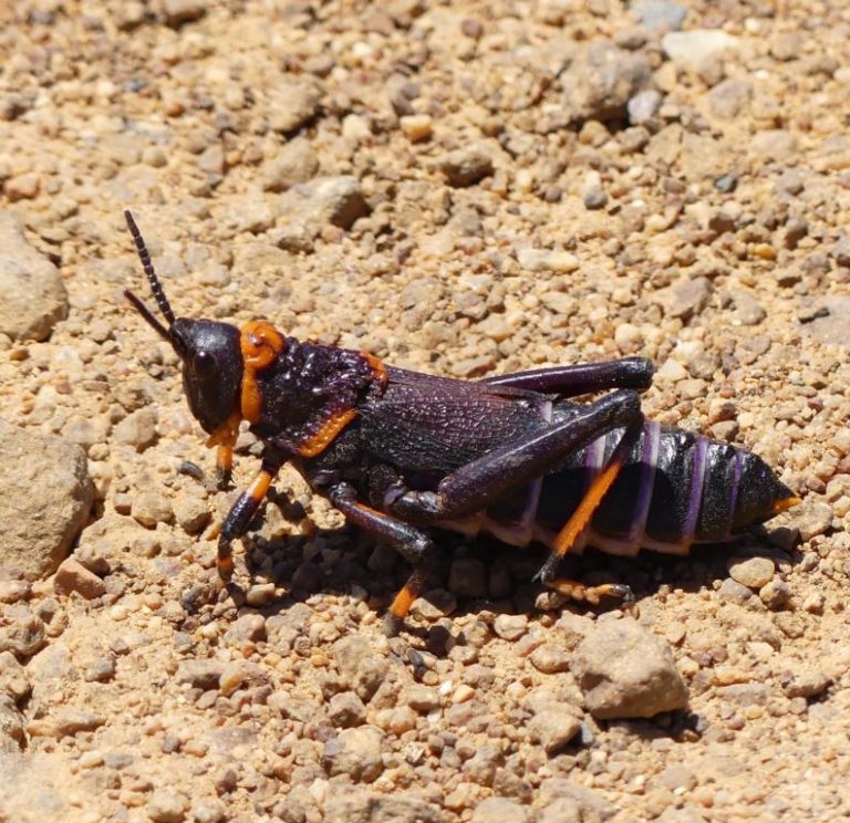 Koppie Foam Grasshoppers - Bushguide 101