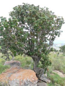 Milkplum (Stamvrug) fruits grow directly out of the tree trunk ...