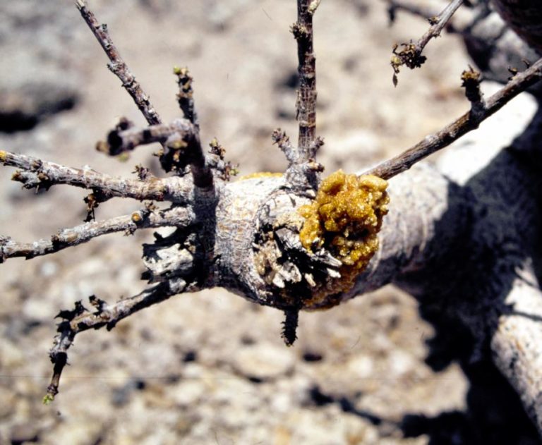 Himba smoke shower - Bushguide 101