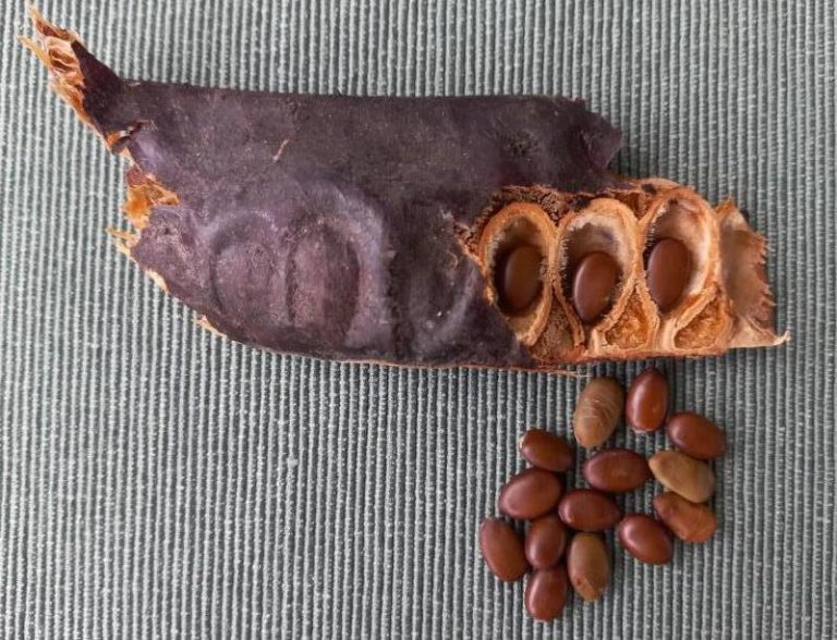 Using Honey Locust Pods as Food - Bushguide 101