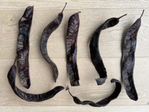 Using Honey Locust Pods as Food - Bushguide 101