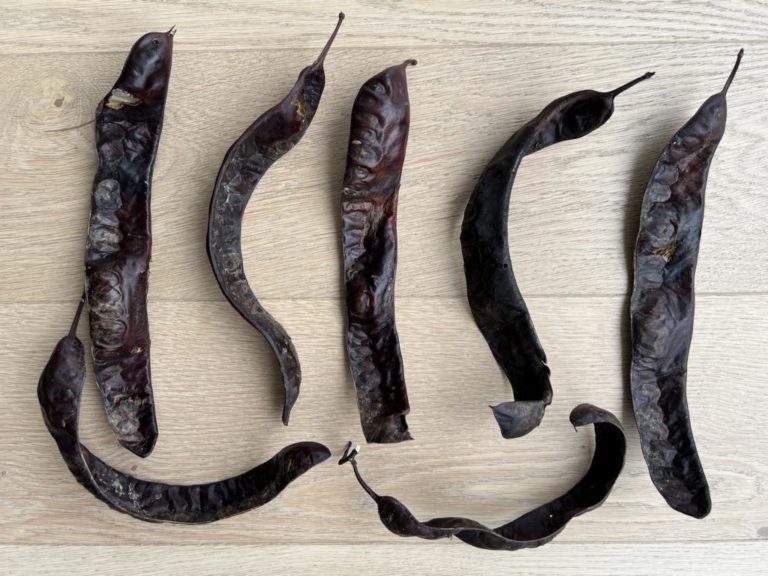 Using Honey Locust Pods as Food - Bushguide 101