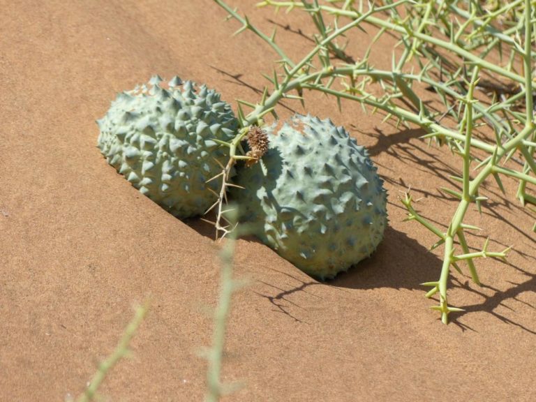 Nara melons: Bread of the Namib desert - Bushguide 101