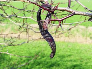 Using Honey Locust Pods as Food - Bushguide 101