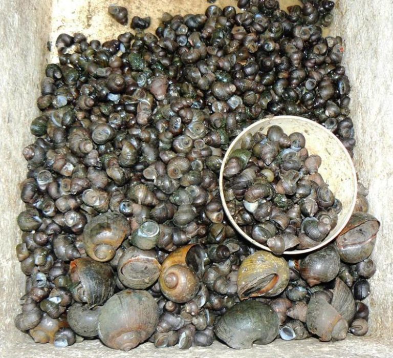 Freshwater snails for food - Bushguide 101