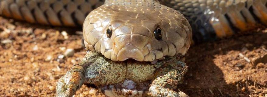 Preventing Snakebite in Southern Africa - Bushguide 101