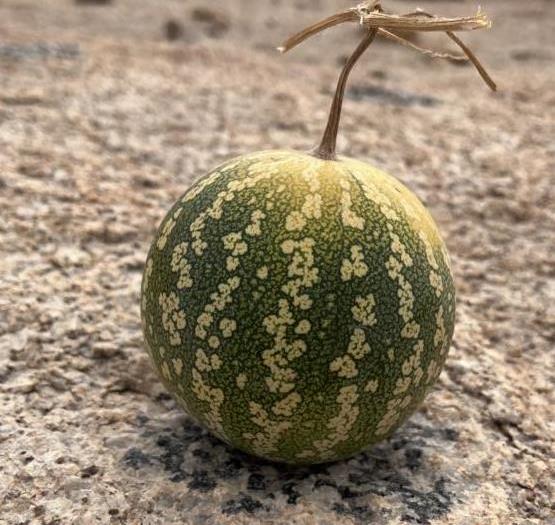 Use of Tsamma melons in Namibia - Bushguide 101