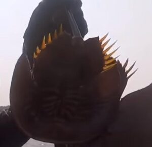 Utilizing Horseshoe Crabs as a Food Source - Bushguide 101